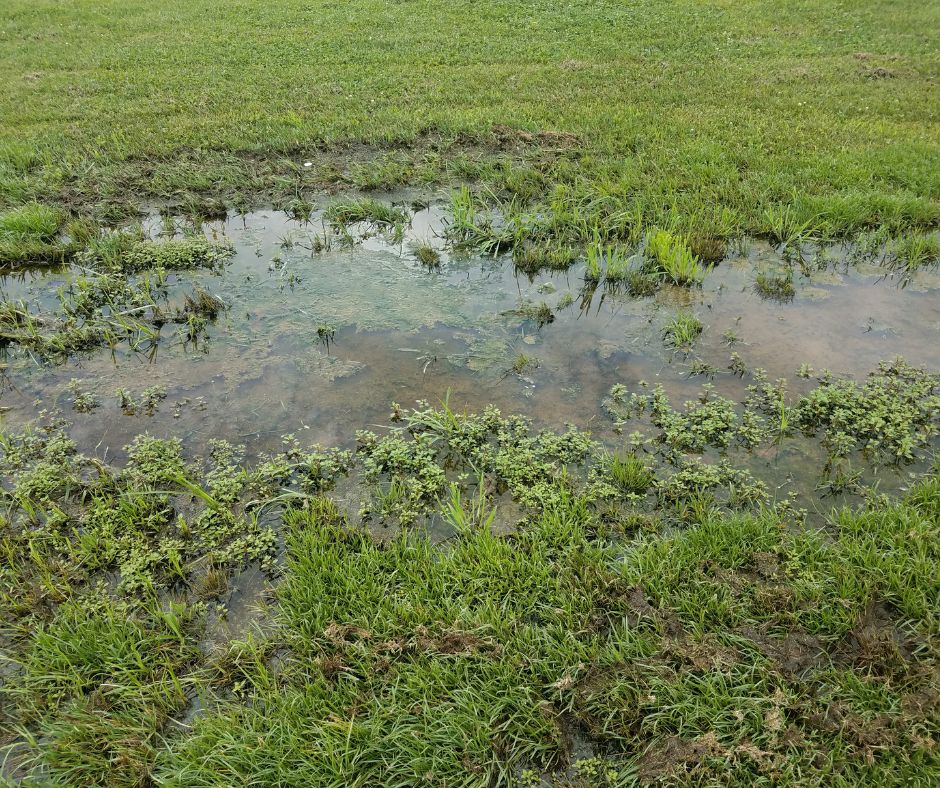 Practical Solutions for a Muddy Backyard