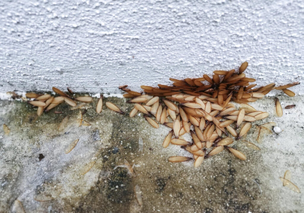 Preventing and Repairing Common Pest Damage