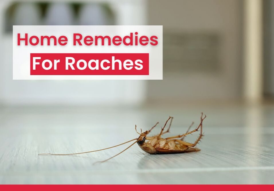 Home Remedies for Roaches